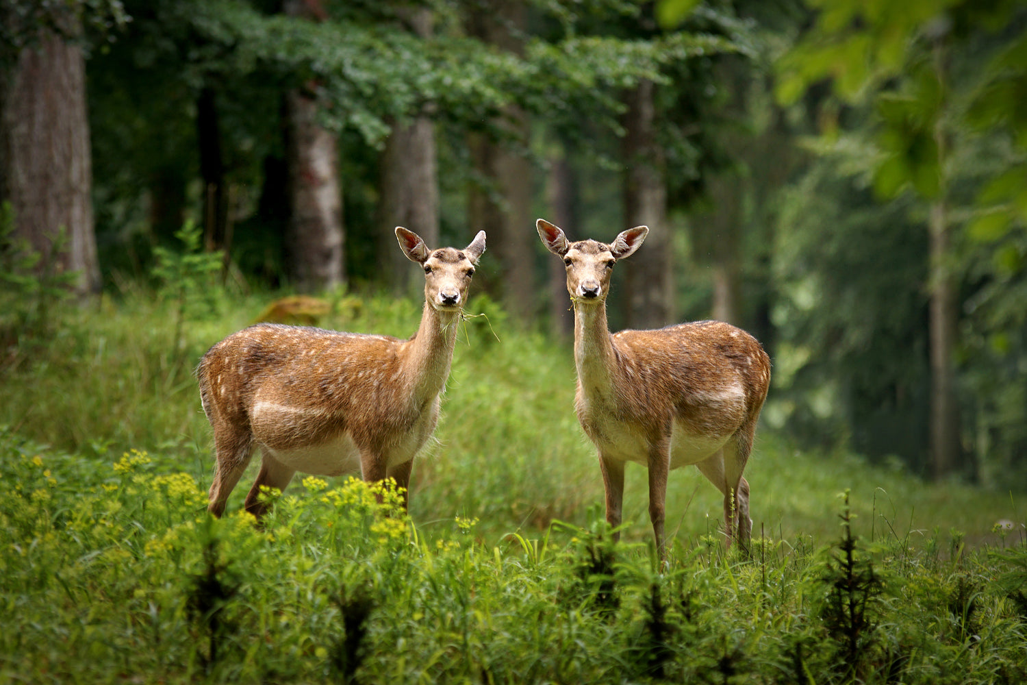 Our Mission | Ethical Wild Meat from Lean & Wild